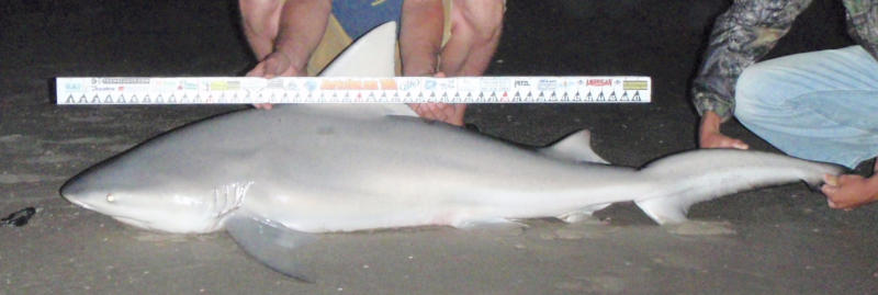 Corpusfishing.com :: View topic - MONGO, CHRISSHARKS, AND DEAVER ...
